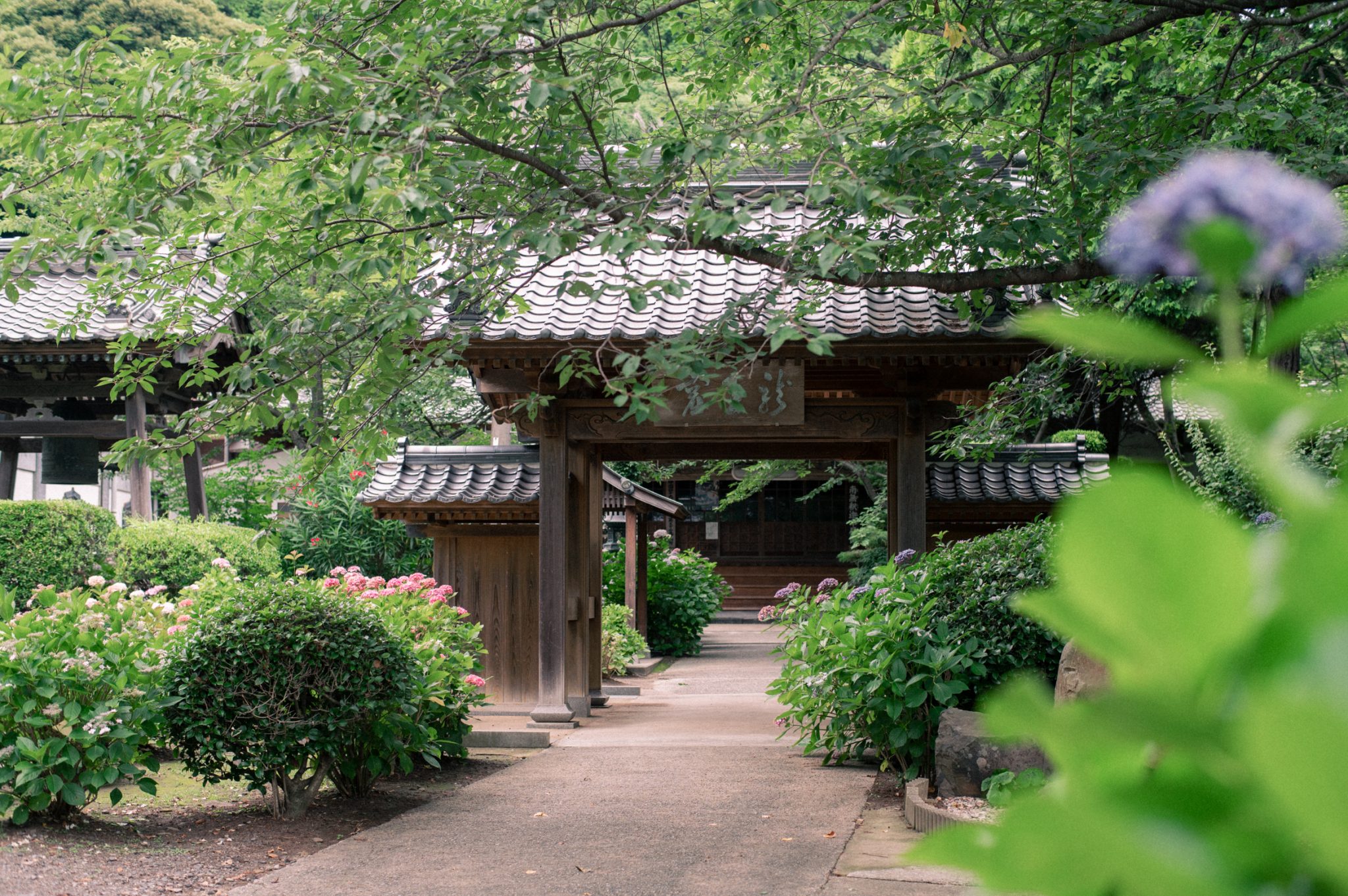 油谷地区「向徳寺」アジサイ色づき状況2024(6/27更新) | 山口県長門市観光サイト ななび